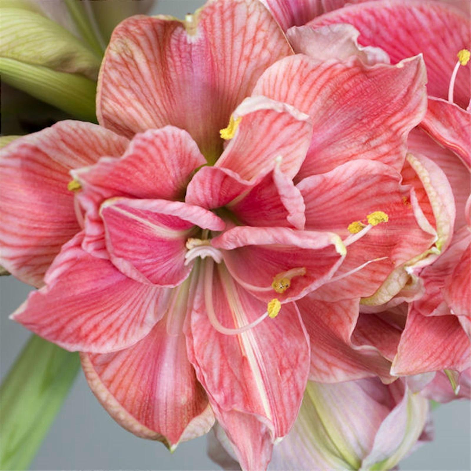 Amaryllis Plant , Easy to Plant Perennial, Amaryllis For Planting ...