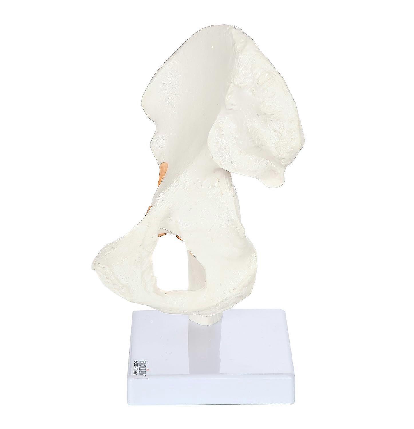 Life Size Human Hip Bone Anatomy Model Premium Hip Joint Anatomy Model ...