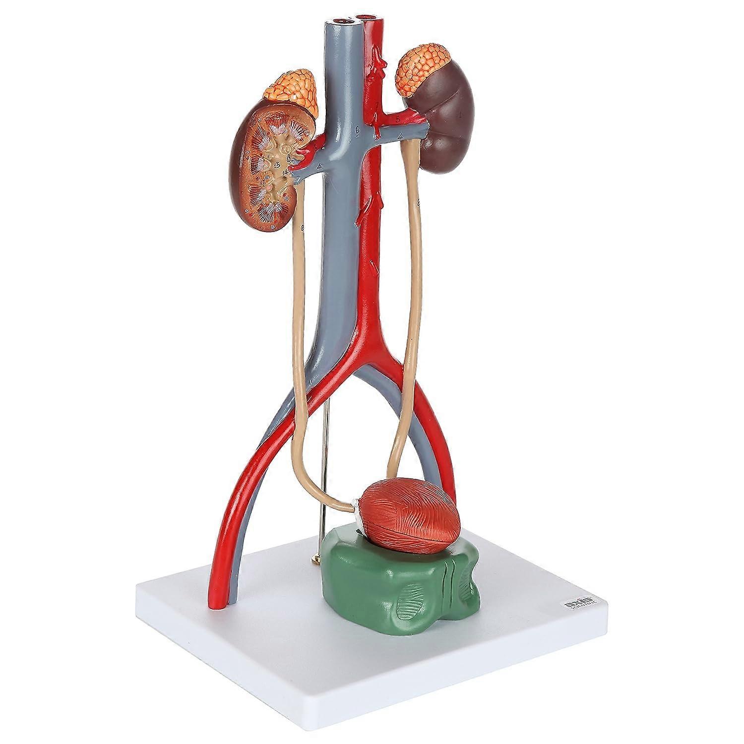 Anatomy Model of Male Urinary System | Urinary System Model is 13.5 ...