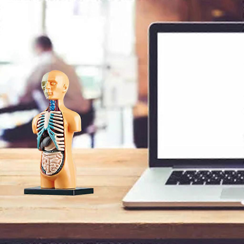 Human Torso Body Anatomy Model Realistic Body Skeleton Models Plastic ...