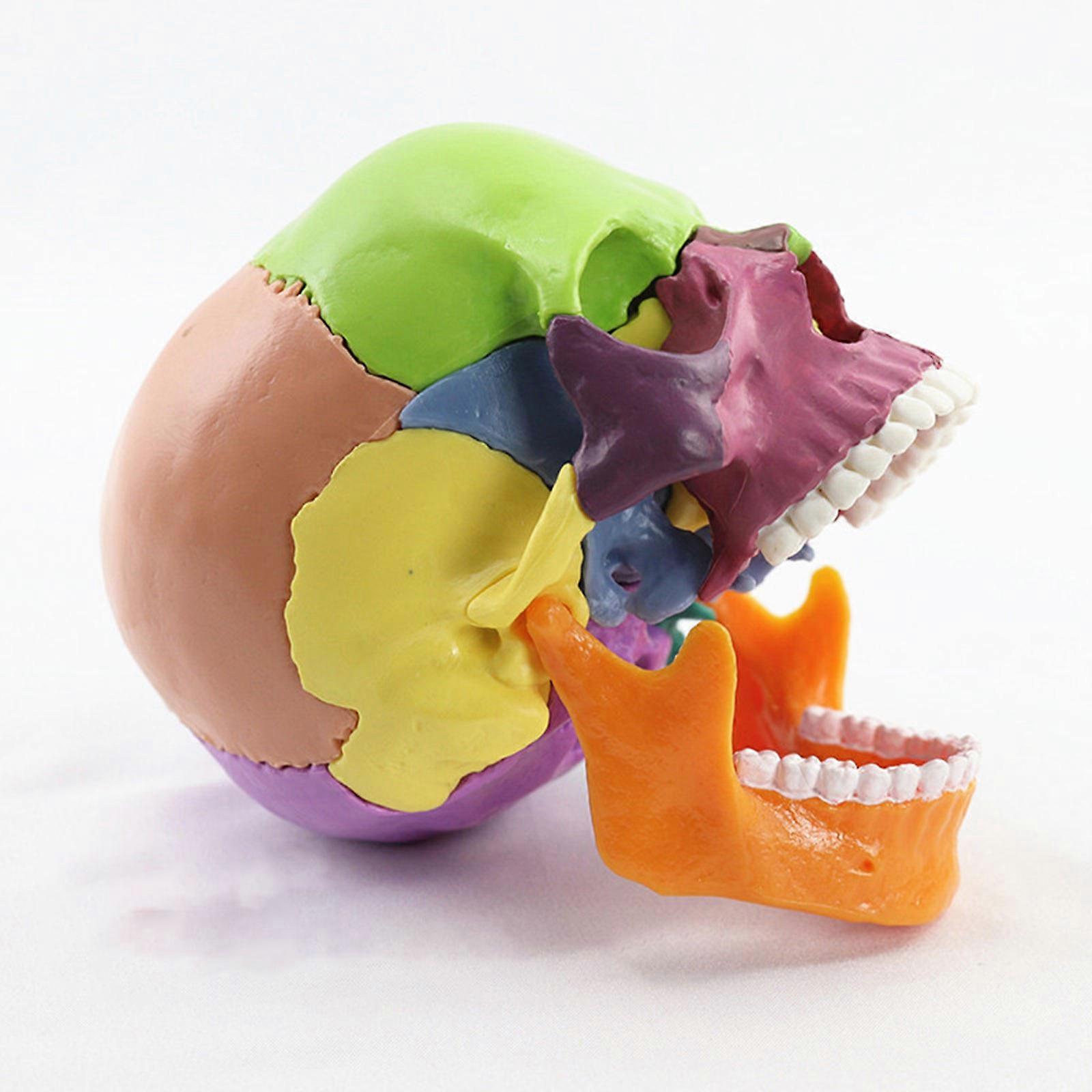 Exploded Skull Model Human Skull Model For DemonstratingAnatomy Skull ...