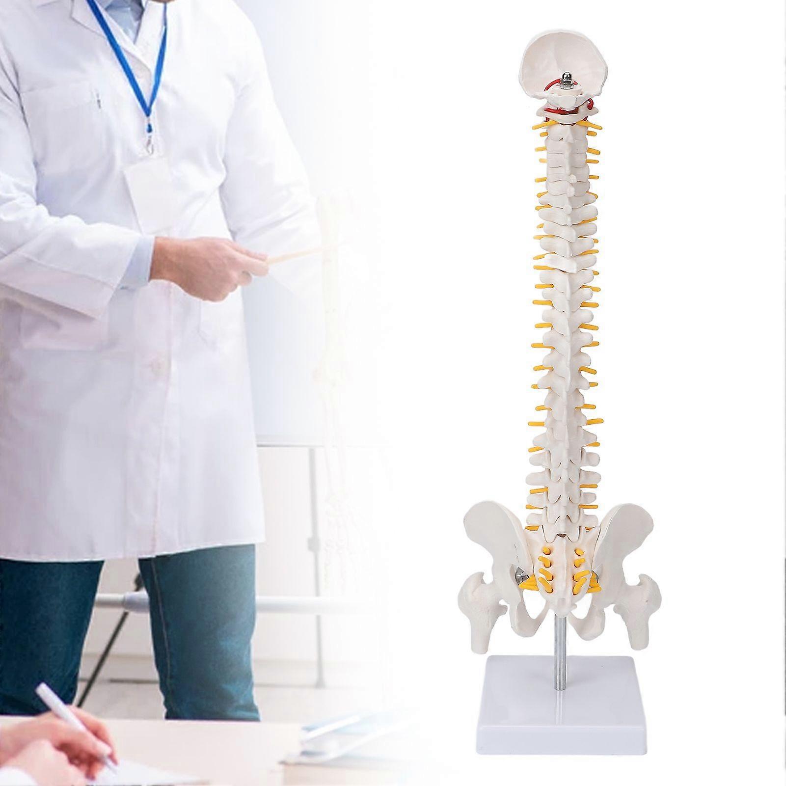 Vertebral Column Model Flexible Spine Caudal Vertebra Anatomical Model ...