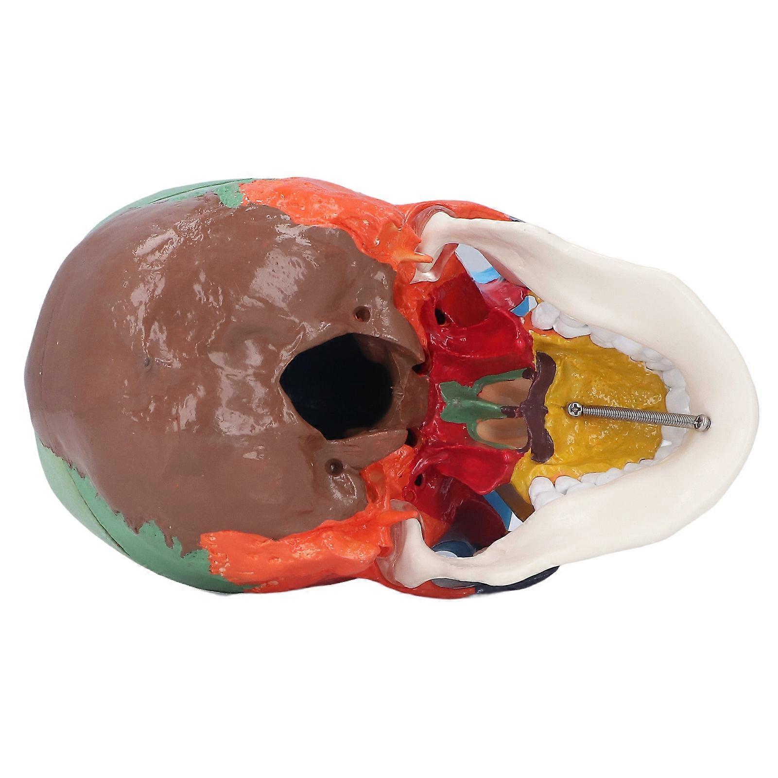 Skull Model Life Size 3 Part Colored Detachable Human Skull Anatomical ...