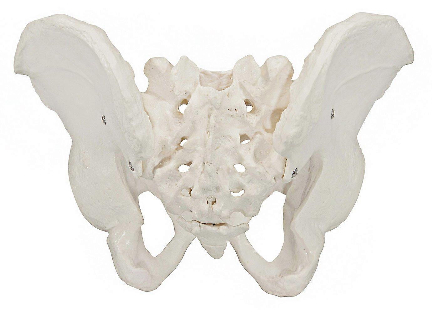 Pelvis Model, Life Size Pelvic Human Anatomy Features Hip, Sacrum, and ...