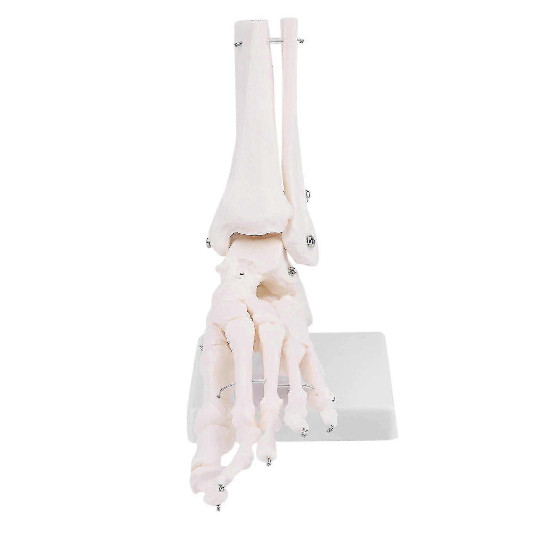 Human Skeleton Foot Anatomy Model Foot and Ankle with Shank Bone ...