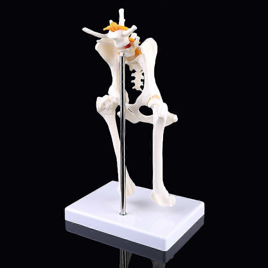 Dog Canine Lumbar Hip Joint with Femur Model Teaching Anatomy Skeleton ...