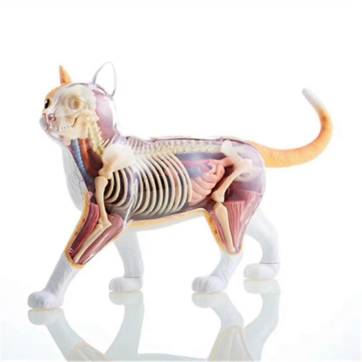 Animal Organ Anatomy Model 4D Cat Intelligence Assembling Toy Teaching ...