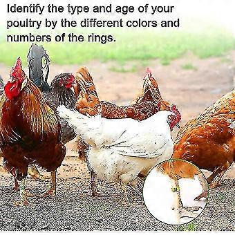 Hen Ring Leg Rings Identification 20mm Plastic Colored Chicken Bands ...