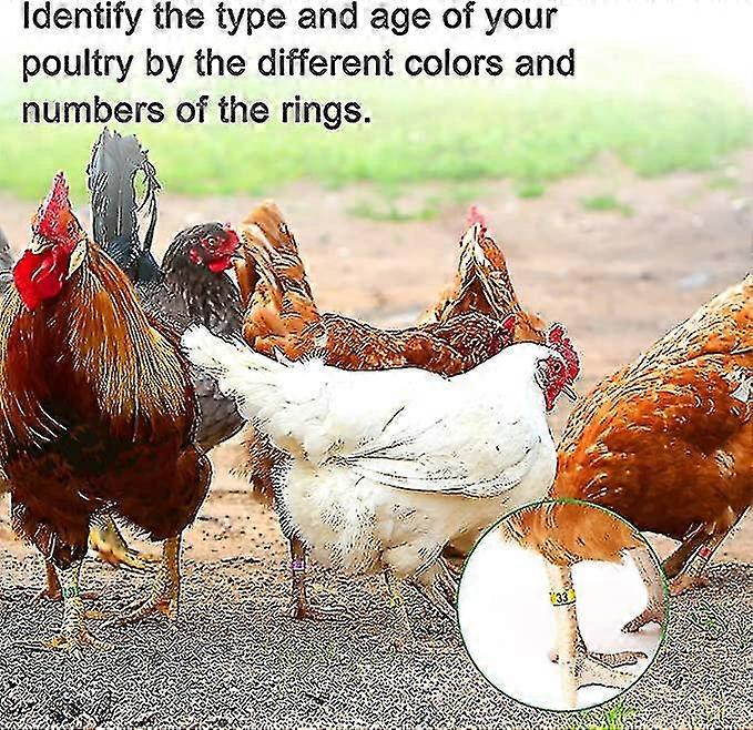 Hen Ring Leg Rings Identification 20mm Plastic Colored Chicken Bands ...