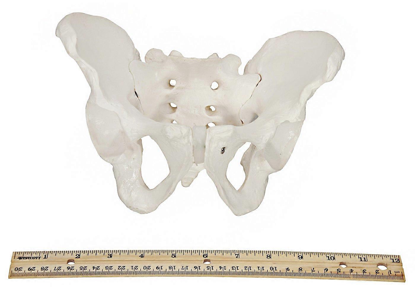 Pelvis Model, Life Size Pelvic Human Anatomy Features Hip, Sacrum, and ...