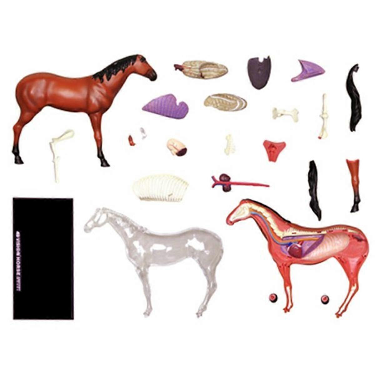 Animal Organ Anatomy Model 4D Horse Intelligence Assembling Toy ...