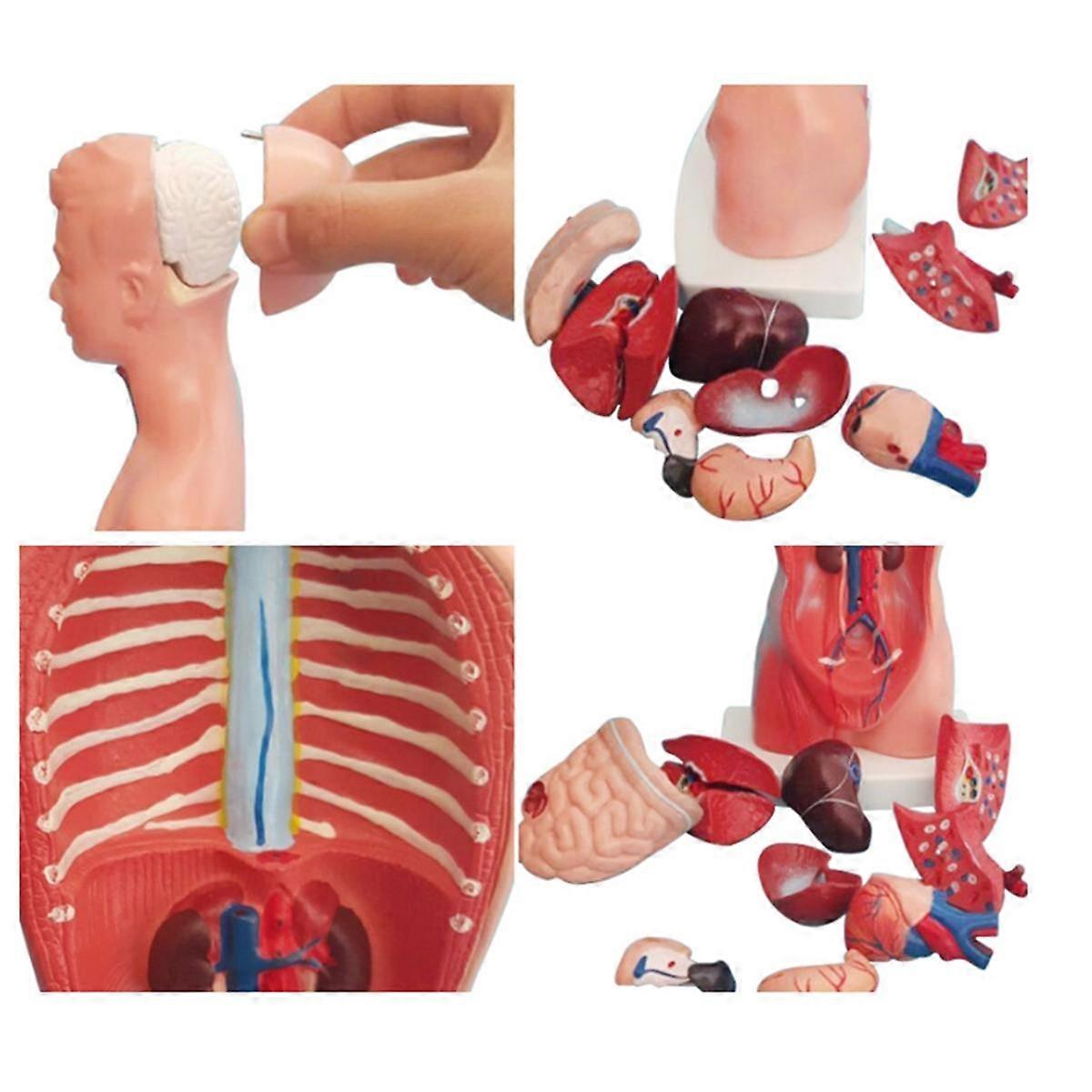 Torso Mannequin Anatomy Doll 15 Removable Parts Educational Organ Model ...