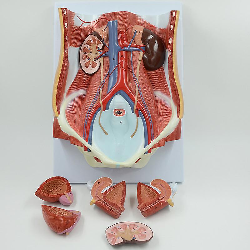 Human male and female urinary system bladder abdominal cavity abdominal ...