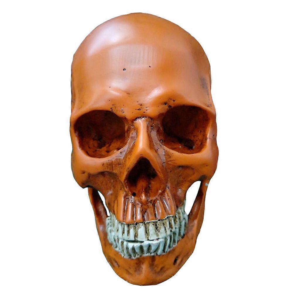 Lifesize 1:1 Human Skull Replica Resin Model Anatomical Skeleton ...