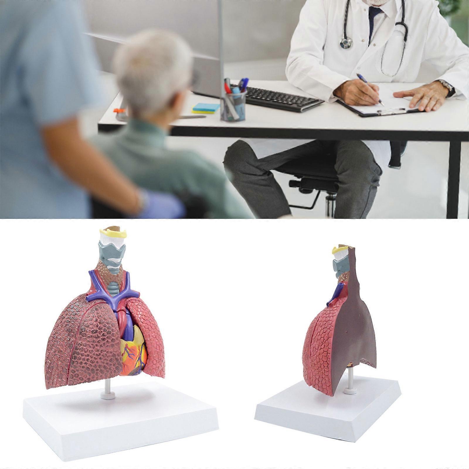 Anatomical Lung Model Shows Detail of Respiratory System, Life Size ...