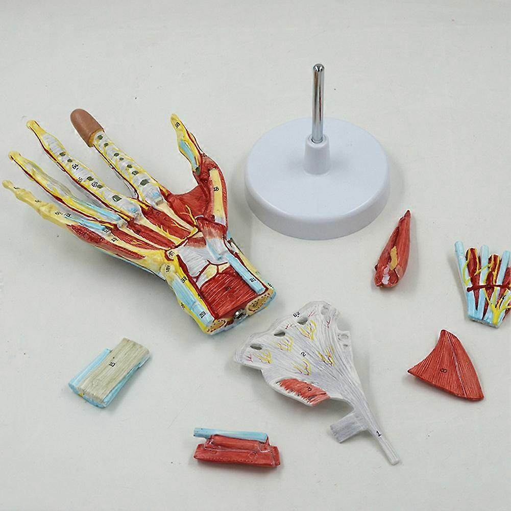 Medical Anatomical Hand Skeleton Model with Muscles, Ligaments, Nerves ...