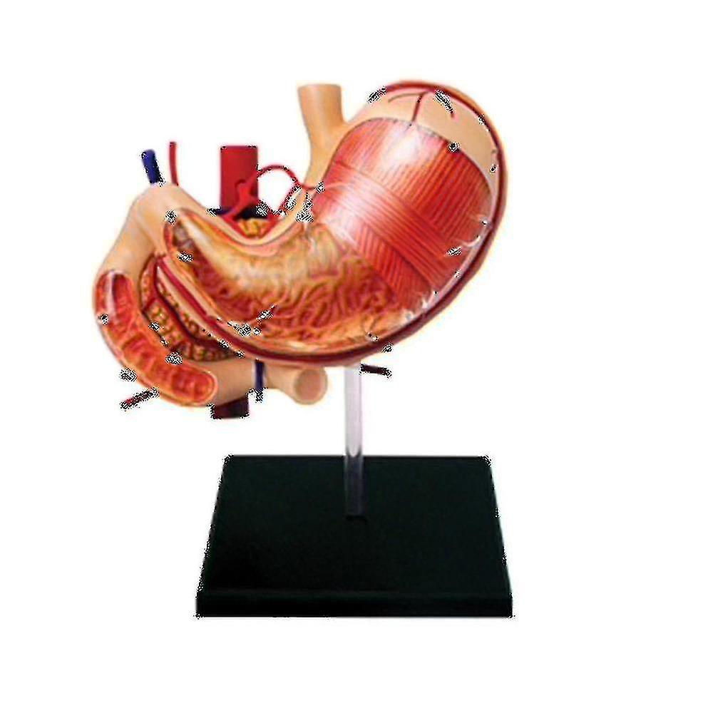 -torso Human Body Model Removable Parts Education Organs Model For ...