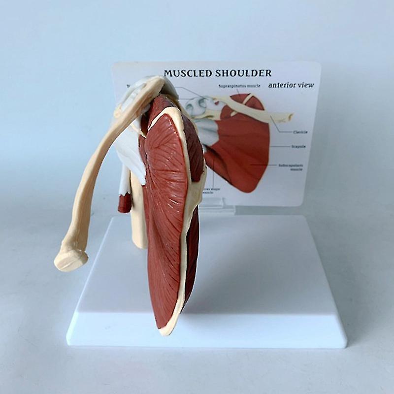 Human Skeleton Shoulder Scapula Clavicle Muscle Model Joint Functional ...
