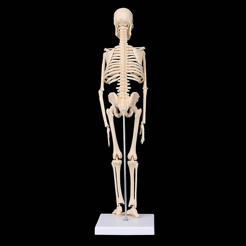 45Cm Anatomical Anatomy Human Skeleton Model Medical Learn Aid Anatomy Human Skeletal Model ...