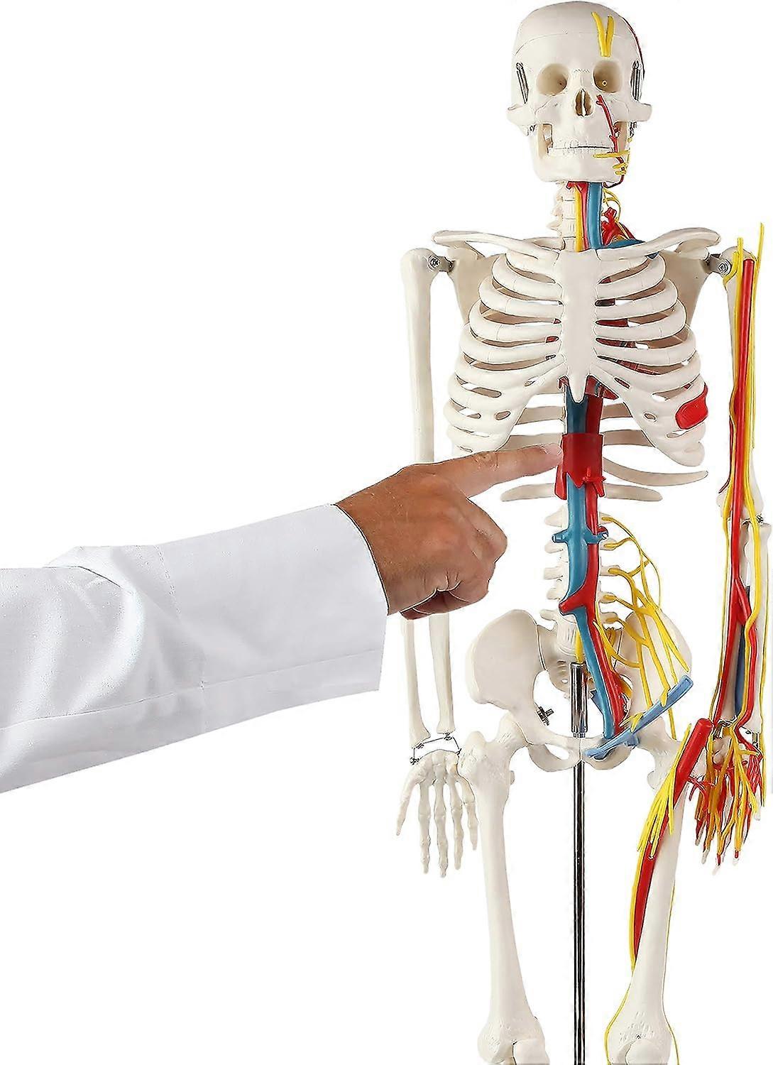Anatomy Lab 33" Human Skeleton Model with Nerves, Veins and Arteries ...