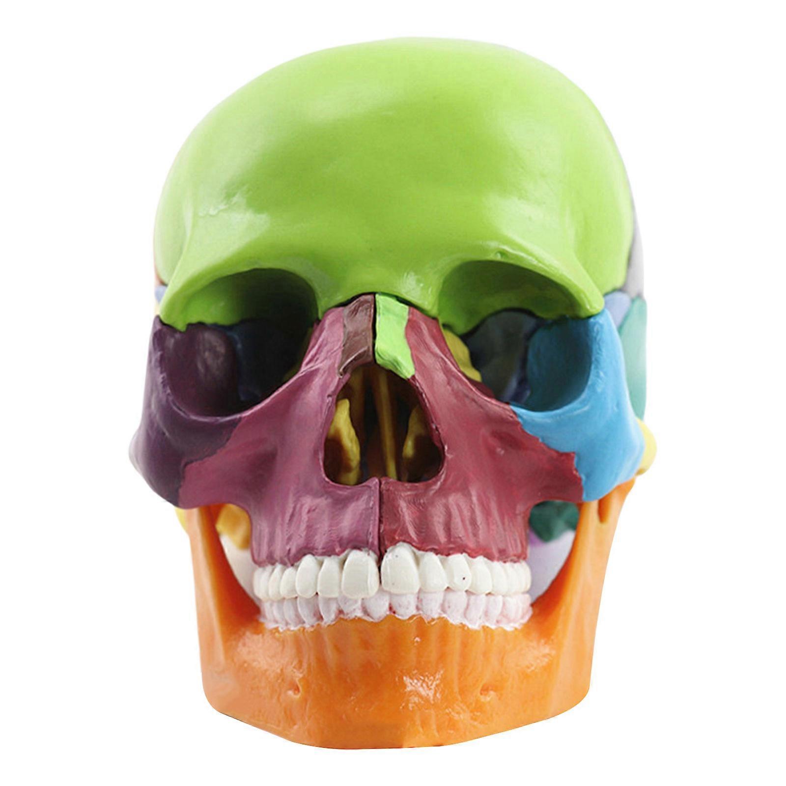 Medicals Skull Model Human Skull Model For Anatomy Exploded Skull Model ...
