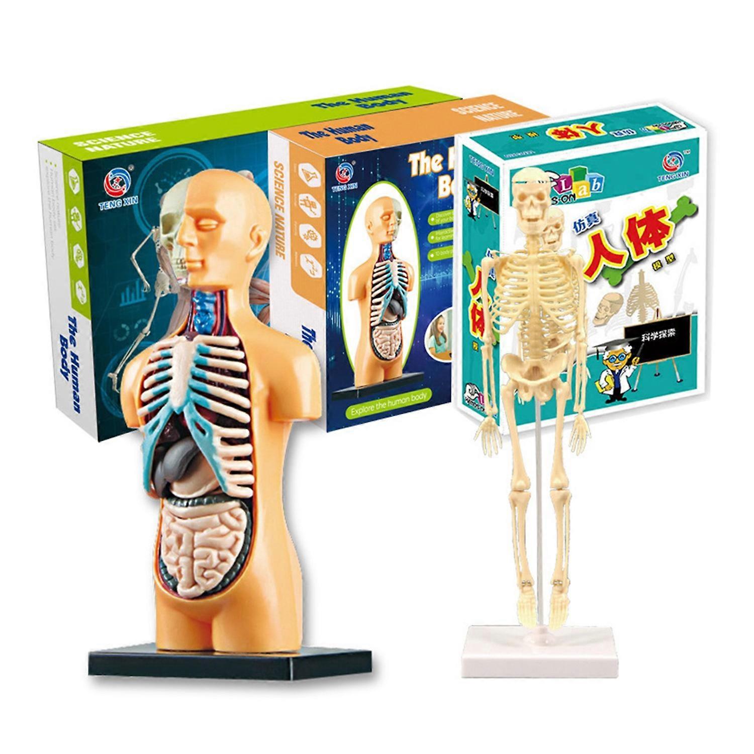 Human Body Model Organs Simple Assembly Learning Tool Kit Anatomy Model Display STEM Educational ...