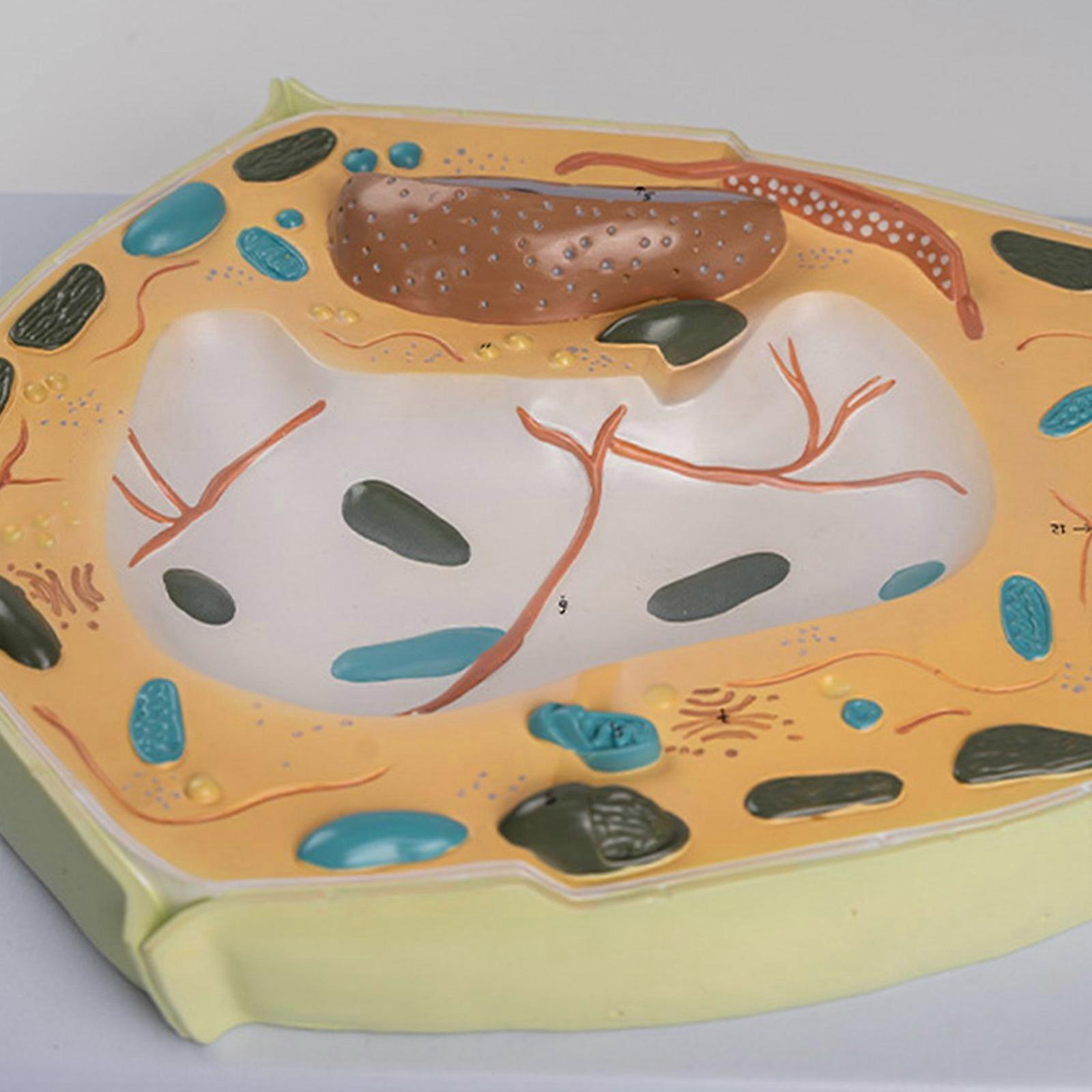 Organ Model Plant Cell Anatomical Anatomy Model Biological Structure ...