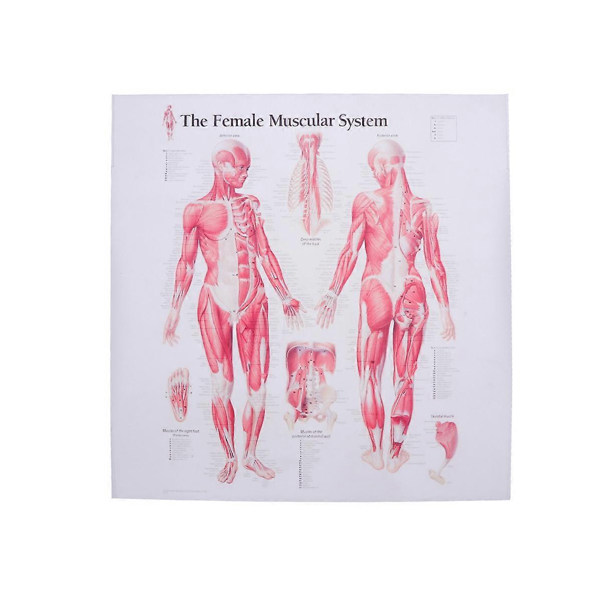 Female Muscular System Canvas Poster Anatomical Hanging Picture Room ...