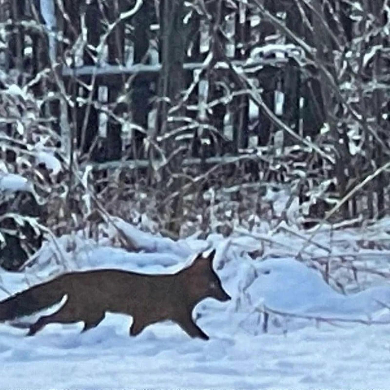 Sneaky Rustic Metal Fox Garden Decoration With Stakes, Fox Iron Garden ...