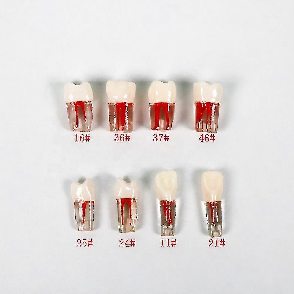 20pcs Dental Endodontics Endo Tooth Teeth Root Canal Models For Rct ...