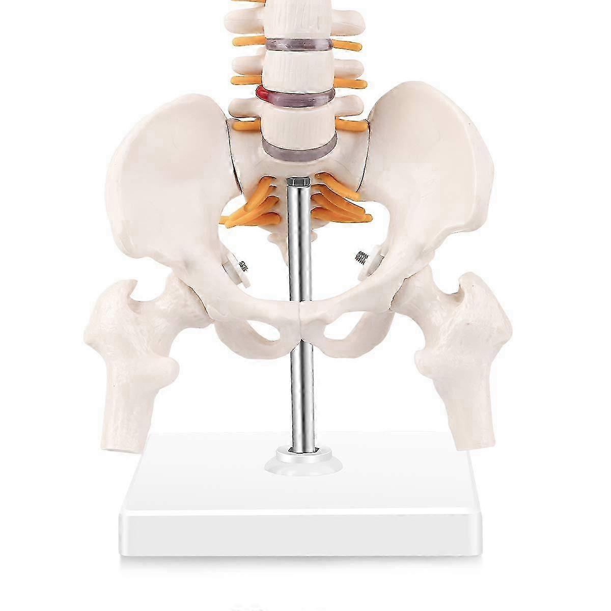 Miniature Spine Anatomy Model, 15.5inch Mini Vertebral Column Model ...