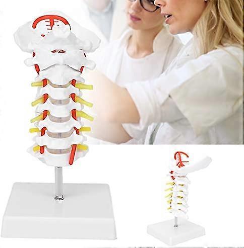 Human Cervical Vertebra Model Body Anatomy Replica PVC Model Spine ...