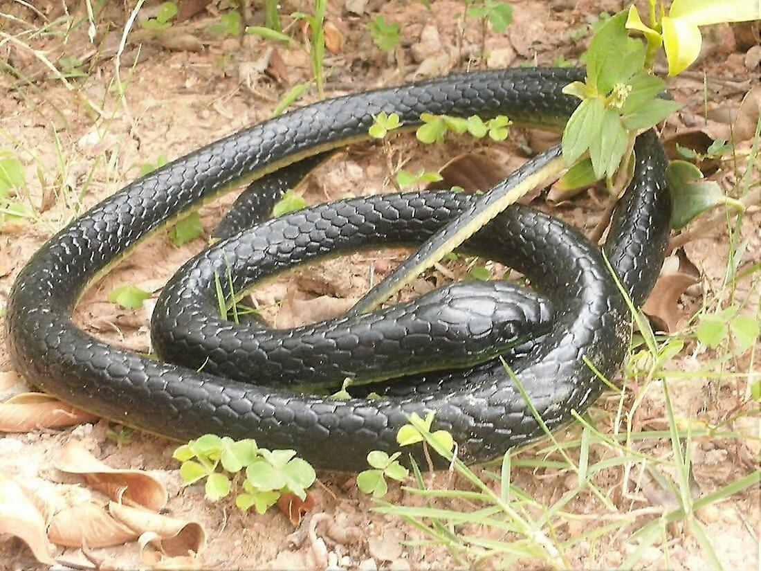 Rubber Lifelike Snakes Scary Gag Incredible Creatures Chain Snakes 1 ...