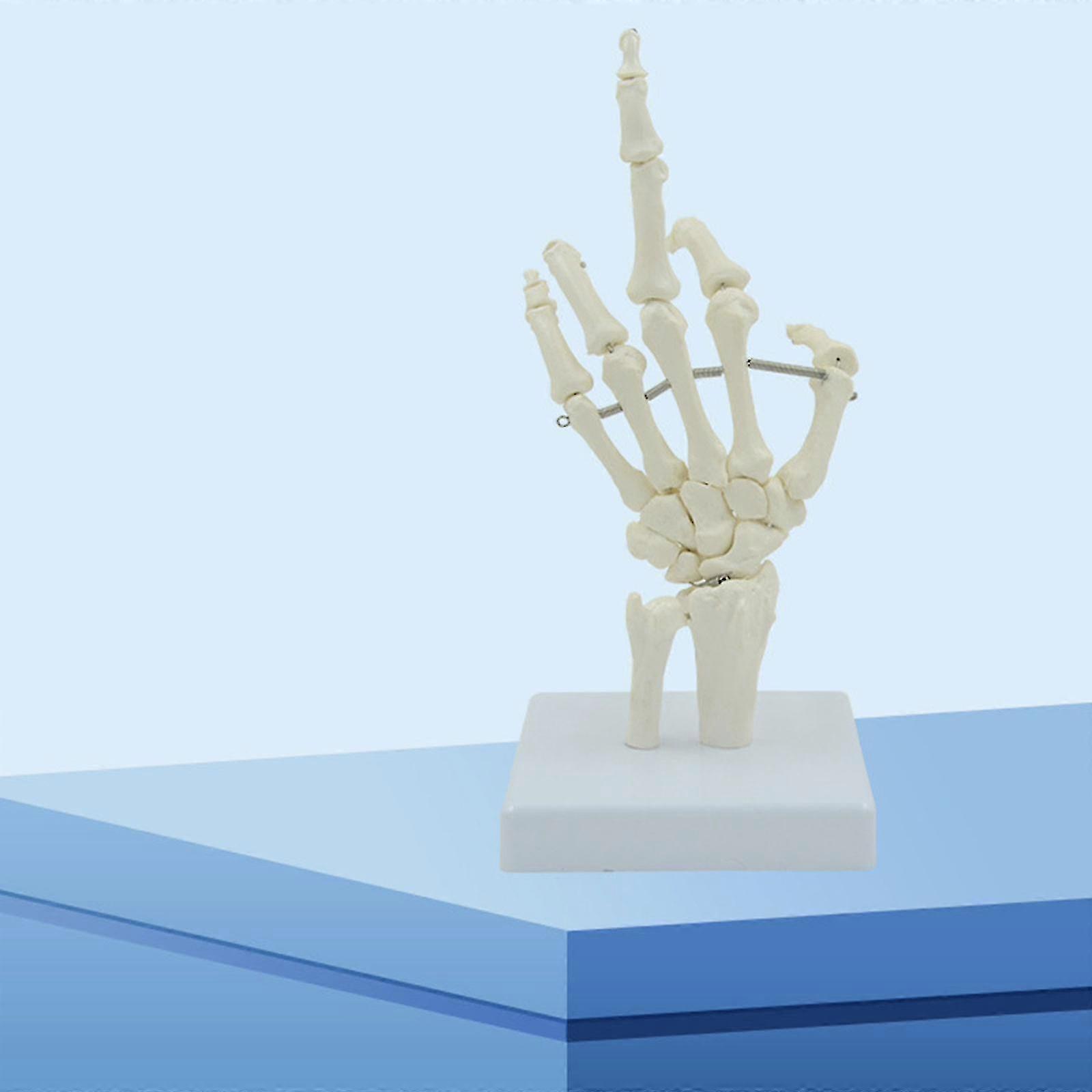 Human Hand Bone Flexible Knuckles Fingers For Anatomy Study Medical ...