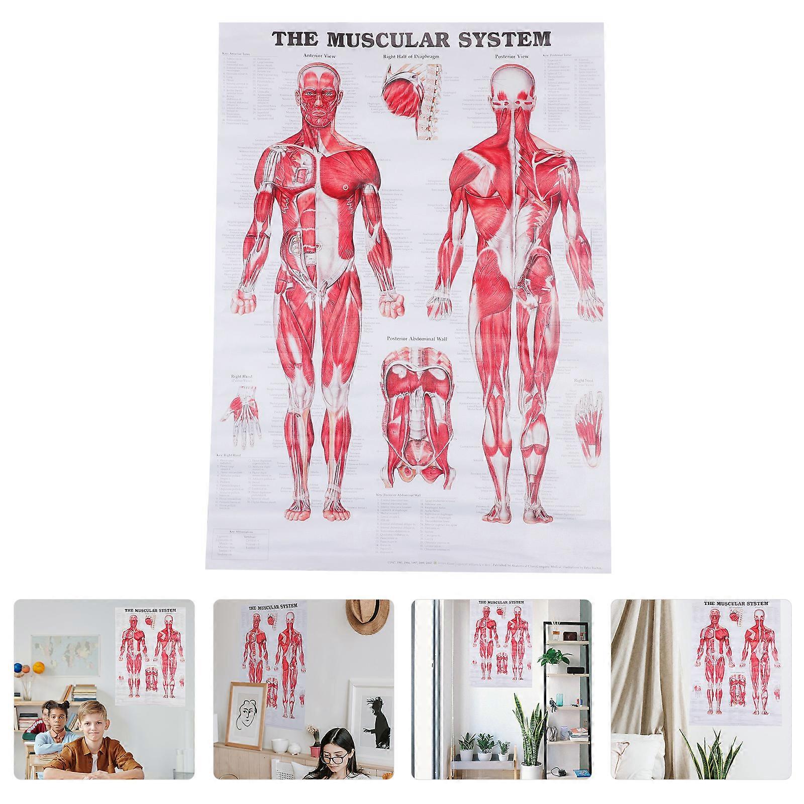 Anatomical Poster Muscular System Muscle Anatomy Chart Wall Hanging ...
