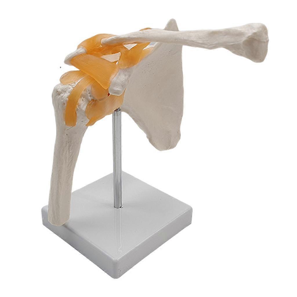 Life Size Human Shoulder Joint Model with Flexible Ligaments for ...