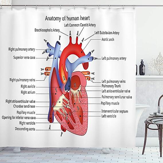Structure Of The Heart Human Body Anatomy Organ Veins Cardiology Shower ...