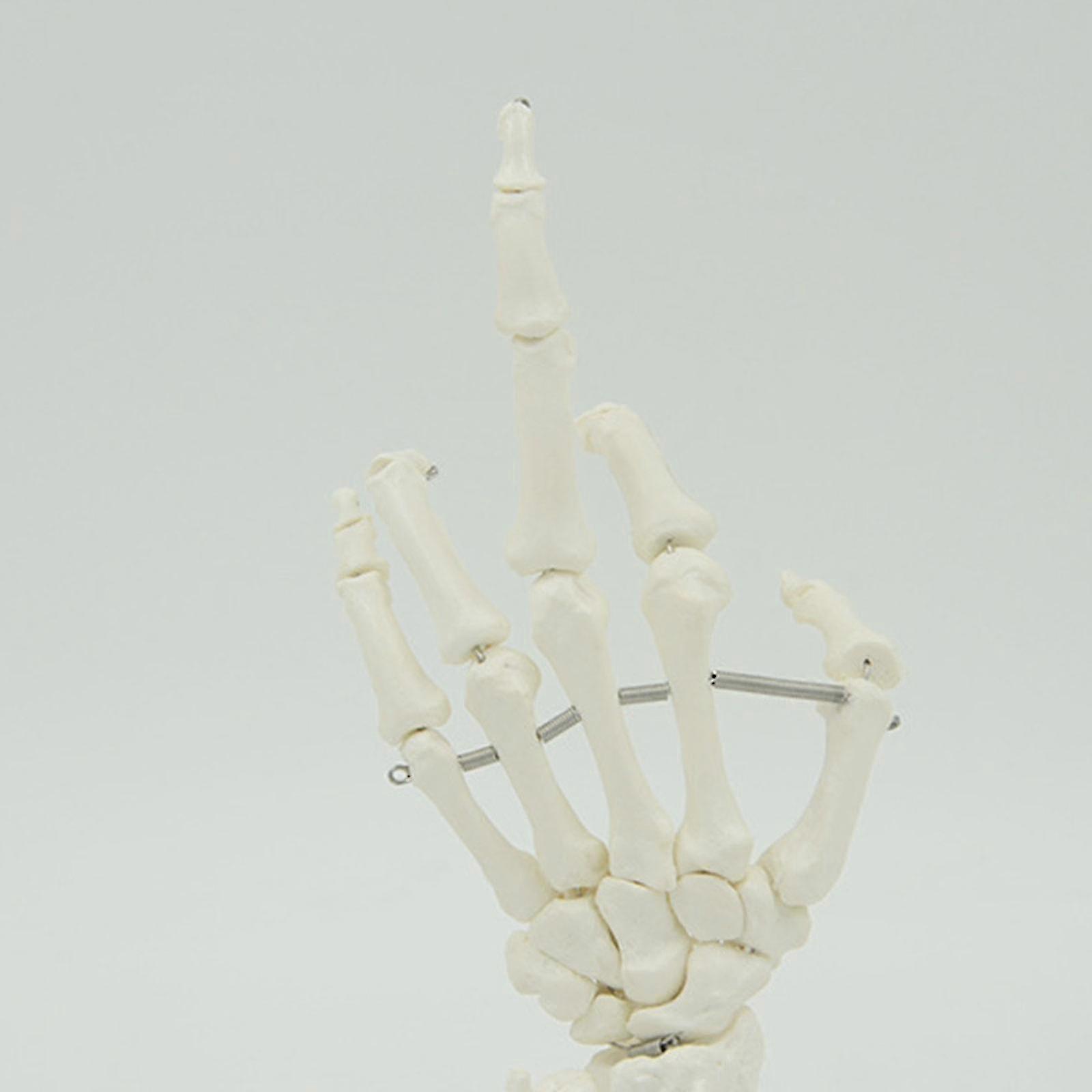 Human Hand Bone Flexible Knuckles Fingers For Anatomy Study Medical ...