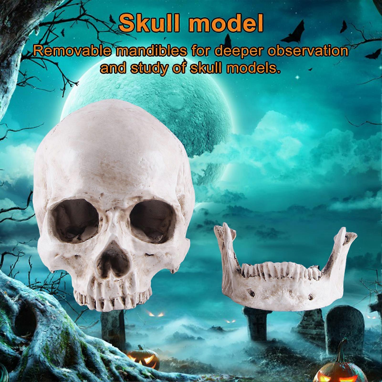 Skull Model Realistic Removable Jawbone Educational Human Skull Model ...