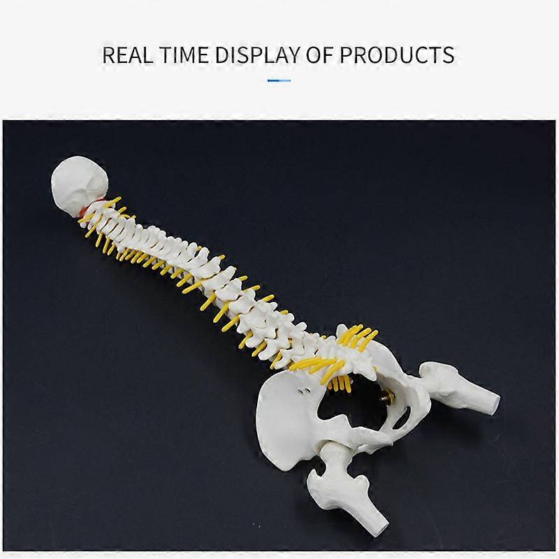 45CM Human Spine with Pelvic Model Human Anatomical Anatomy Spine Model ...