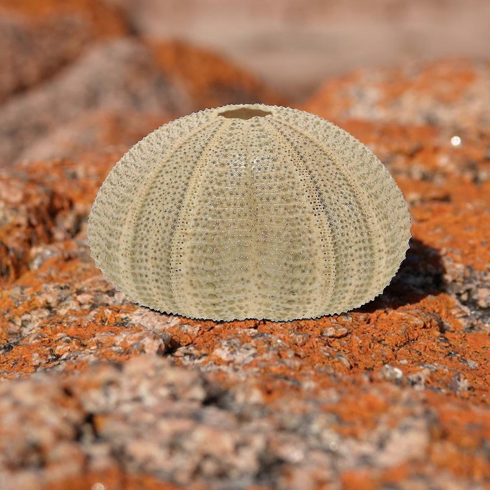 6 pcs Natural Sea Urchins Shells Fish Tank Sea Urchins Shells Home ...