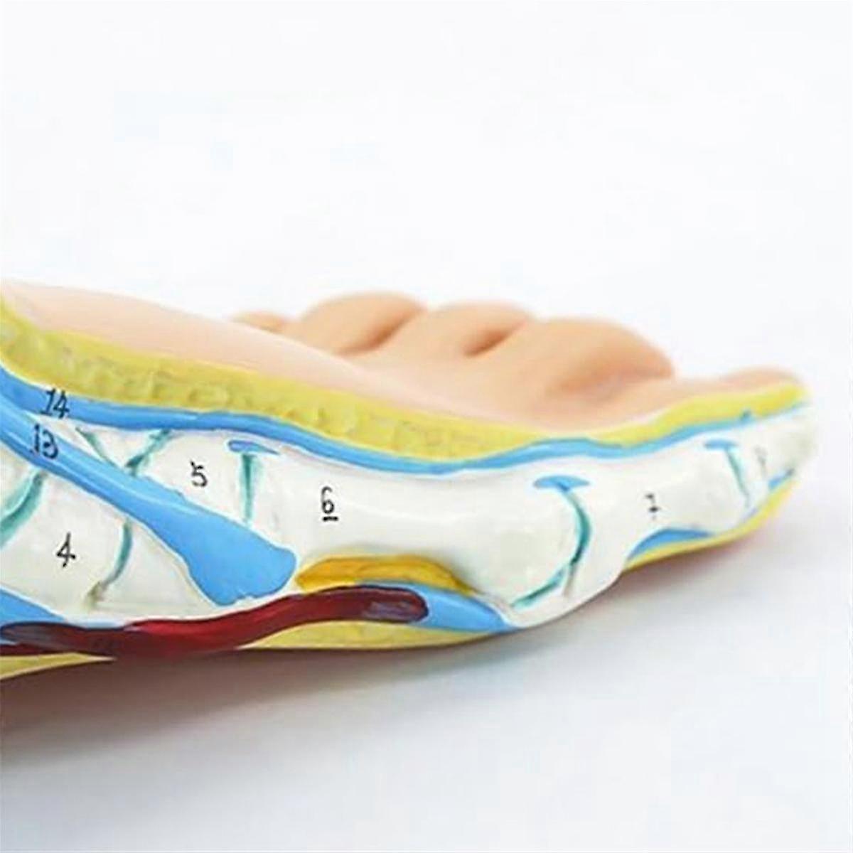 Foot Anatomy Model, Human Anatomy Foot Model, Normal Flat Arched Foot ...
