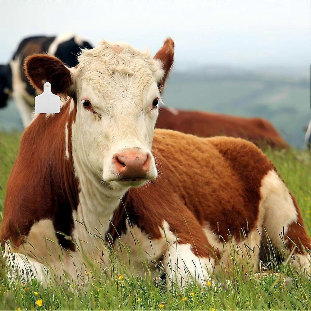 100 Pieces Blank Cow Ear Tags Large Plastic Livestock Ear Tags for Cow ...