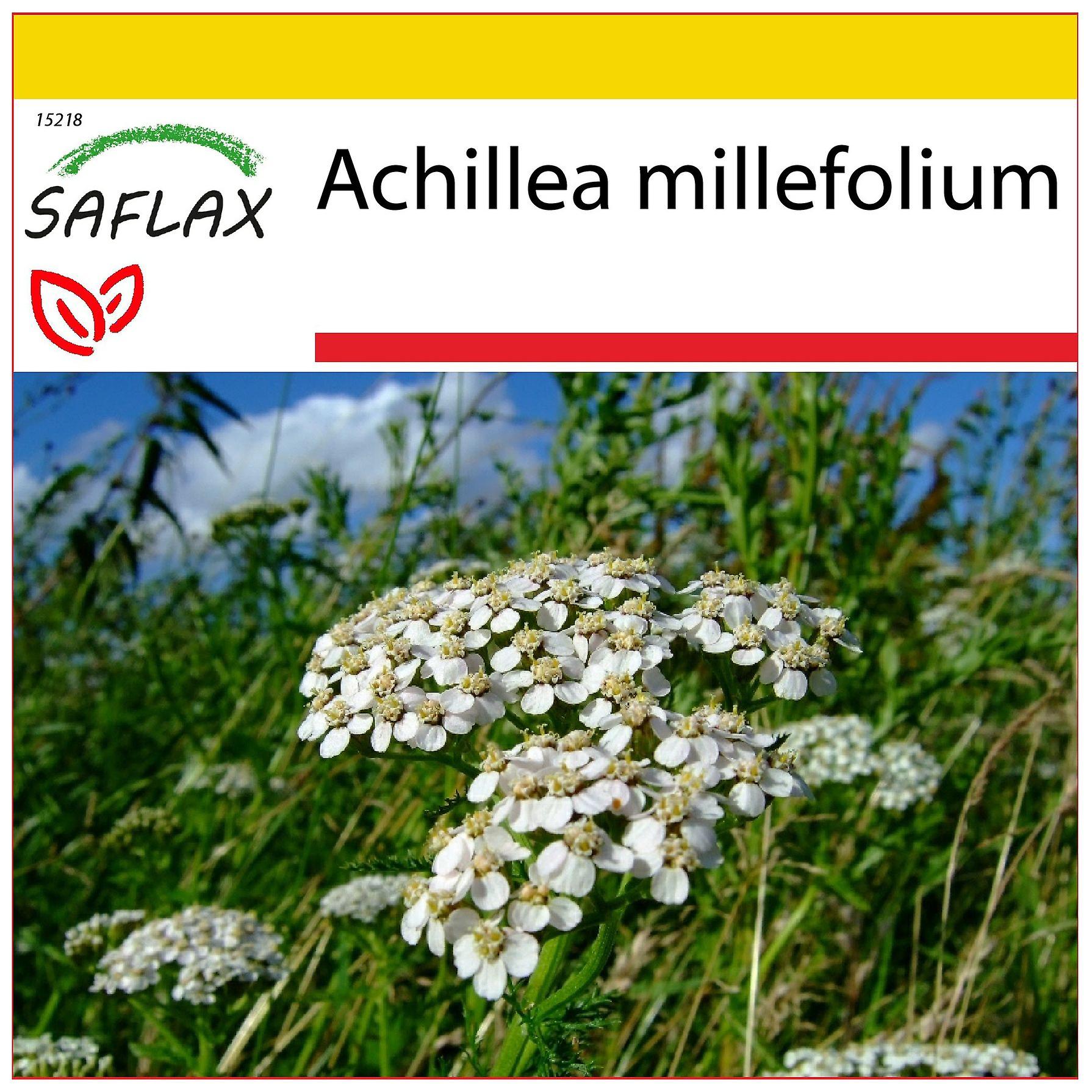 Saflax - Potting Set - 200 seeds - Common Yarrow - Achillée ...