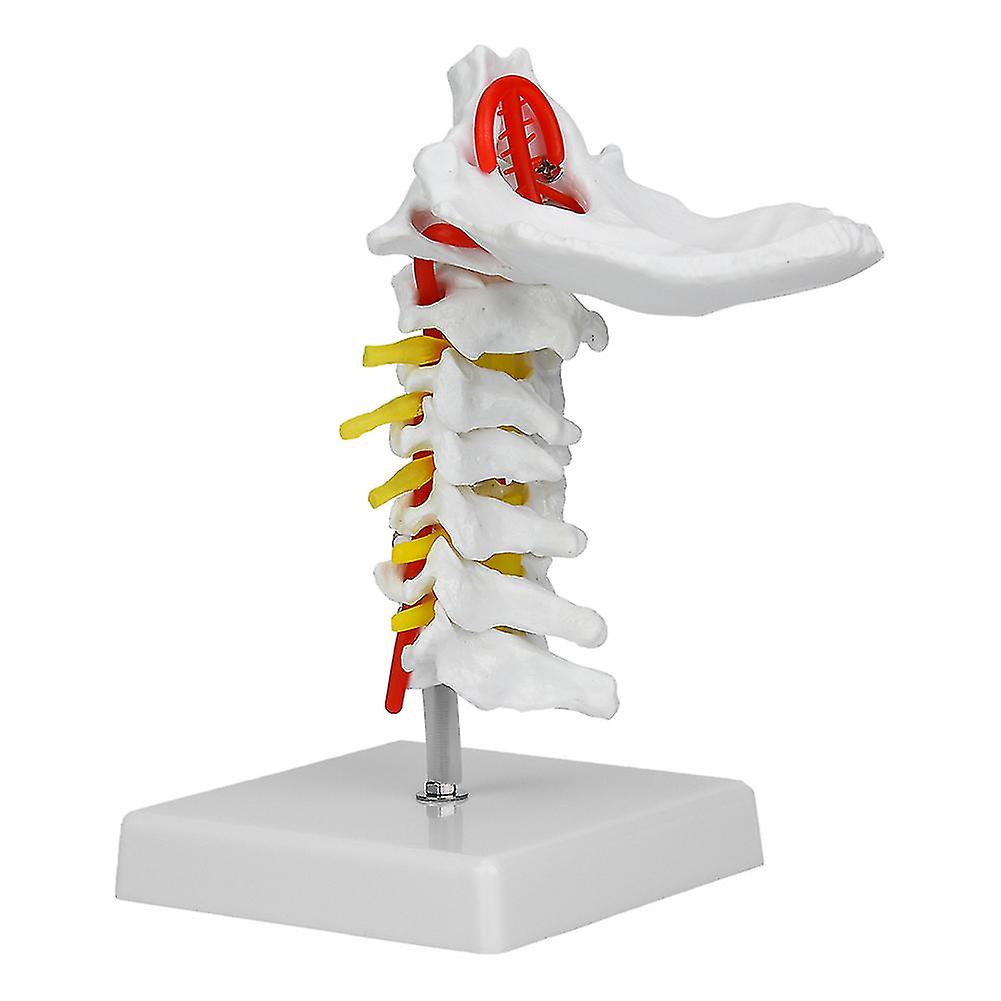 1:1 Human Cervical Vertebra Arteria Spine Spinal Nerves Anatomical ...