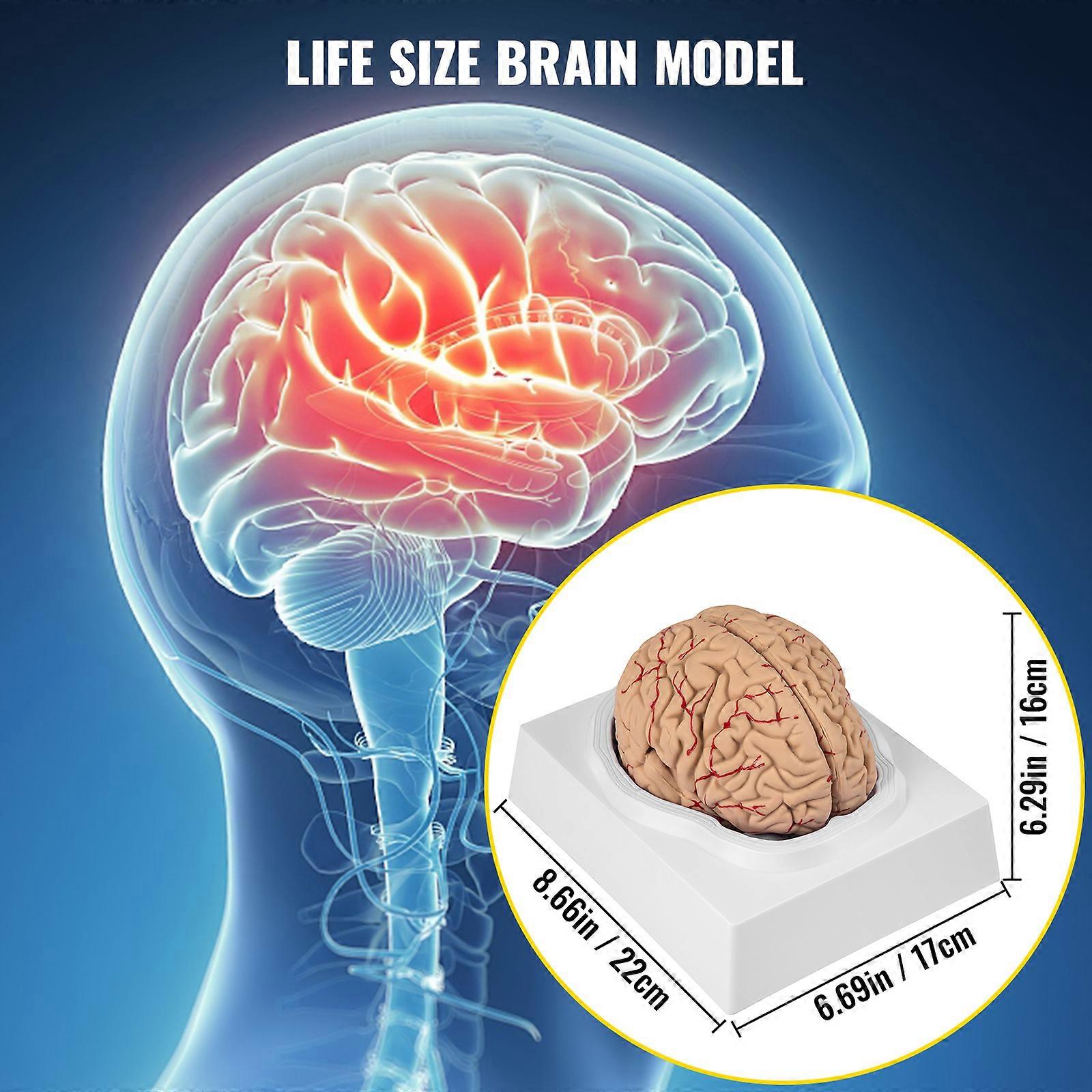 Human Brain Model Anatomy 9-Part Model of Brain Life Size Human Brain ...