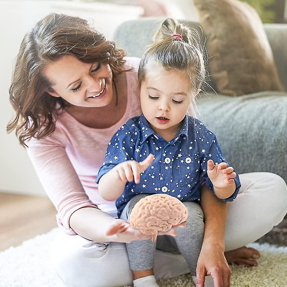 Lifelike Organs Model - 8 Pieces Human Body Model Inner Organs Anatomy ...