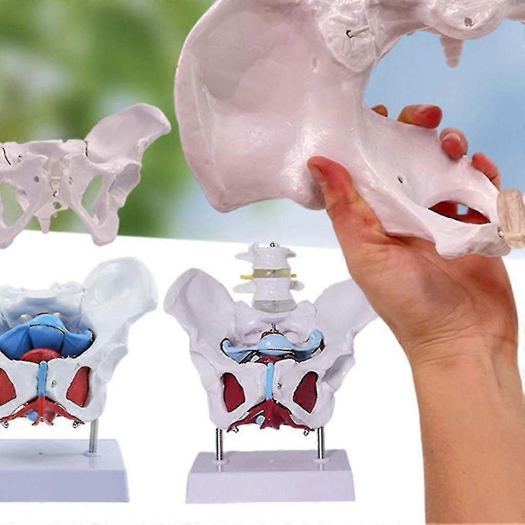 Female Movable Pelvis Model Midwifery Teaching Model For Obstetrics ...