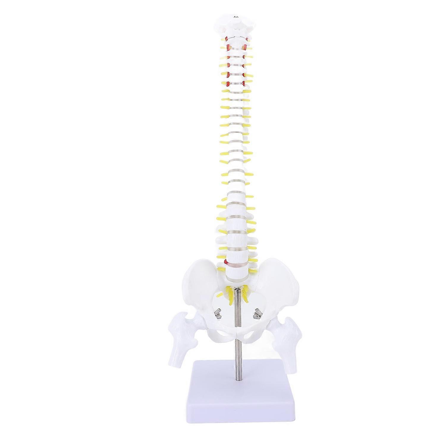 Spine Model with Stand Life Size Spinal Cord Model PVC Realistic Human ...