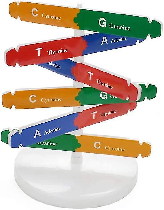 Dna Models Double Helix Model Science Educational Teaching Instrument ...